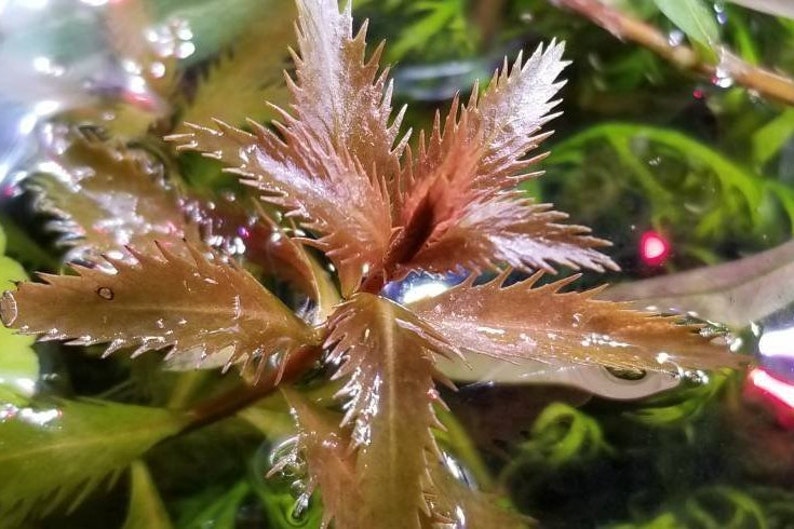 Proserpinaca Palustris Mermaid Weed Freshwater Live Aquarium | Etsy