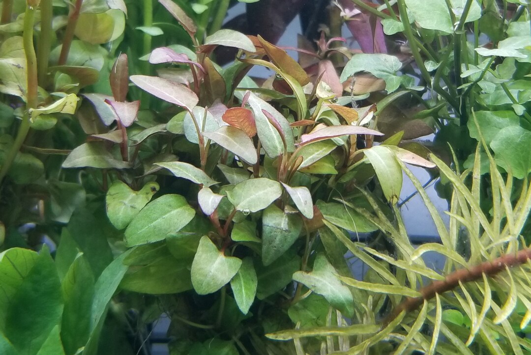 Persicaria Sp, Porto Velho, (pearlingplants) Freshwater Live Aquarium ...