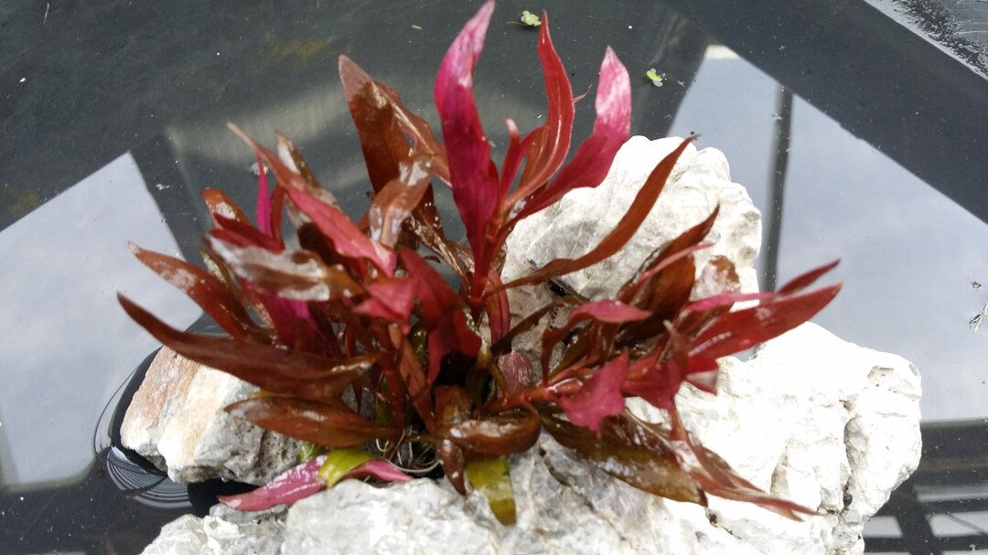 ROOTED BUNDLE 5, Fully Red With Roots, Bundles, Package ...