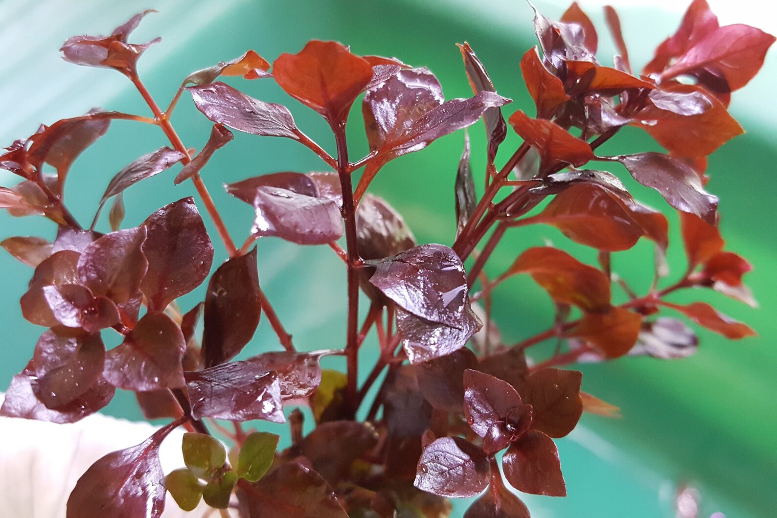 Ludwigia Sp Red Fully Red With Roots Free See Description - Etsy