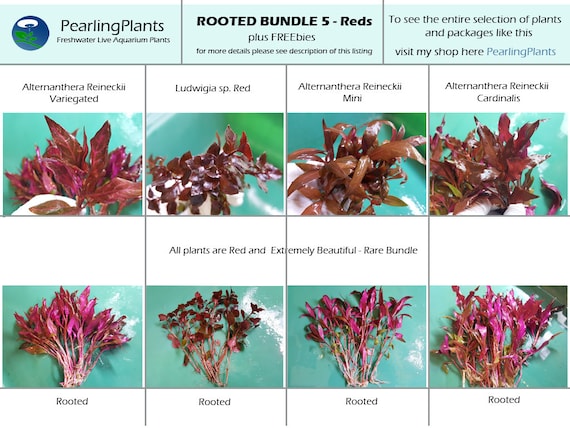 ROOTED BUNDLE 5 Fully Red With Roots Bundles Package Live - Etsy