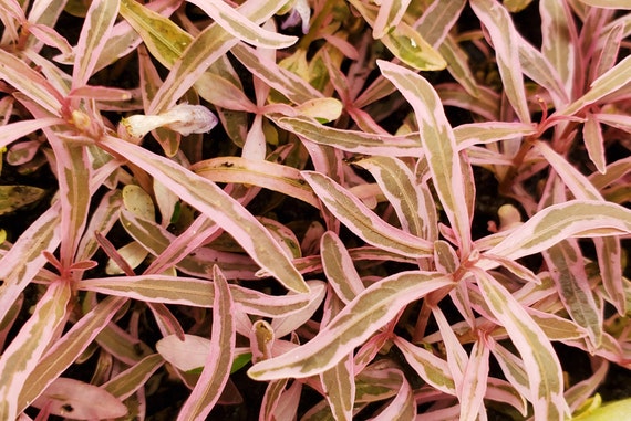 Perfect two-color chimeric nymphaea lotus flower seen at Mission San ...