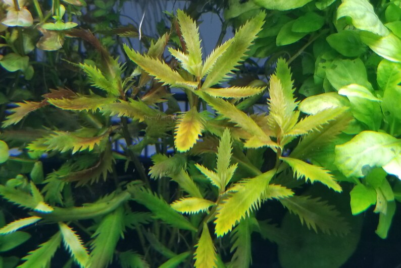 Proserpinaca Palustris Mermaid Weed Freshwater Live Aquarium | Etsy