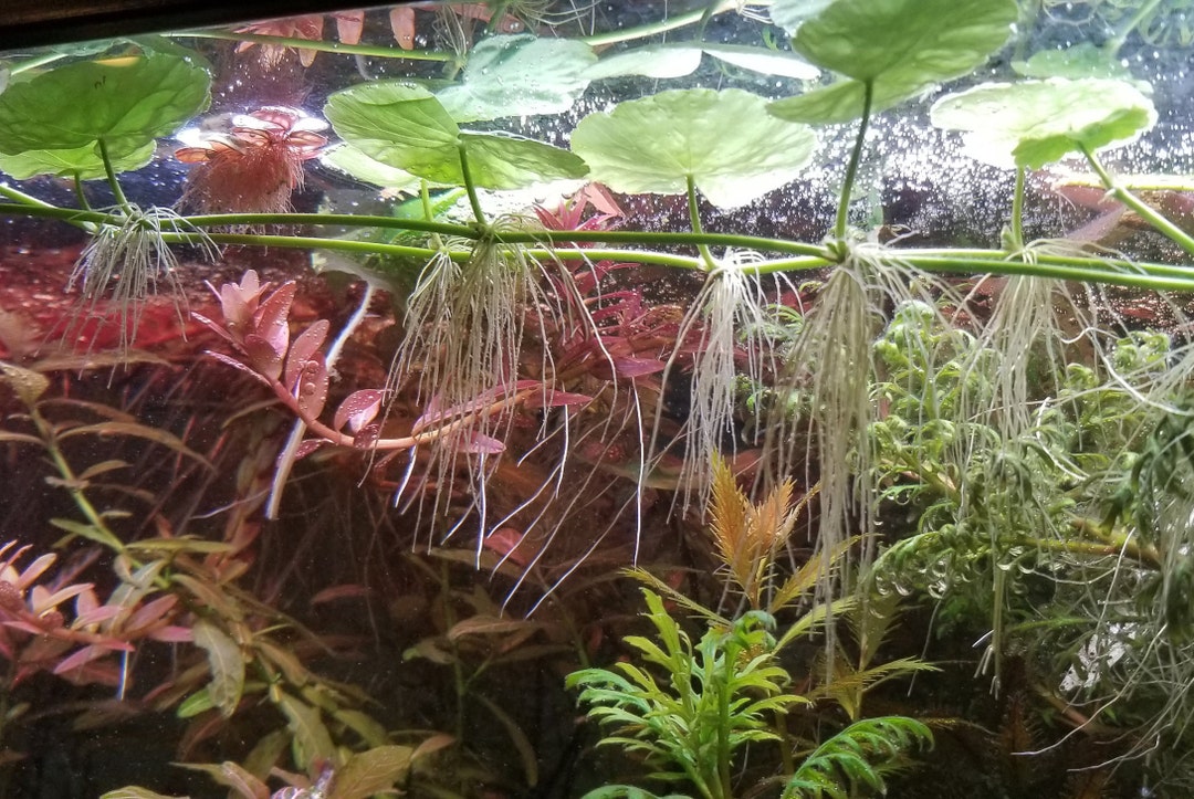 Brazilian Pennywort, Hydrocotyle Leucocephala, , Floater, Background ...