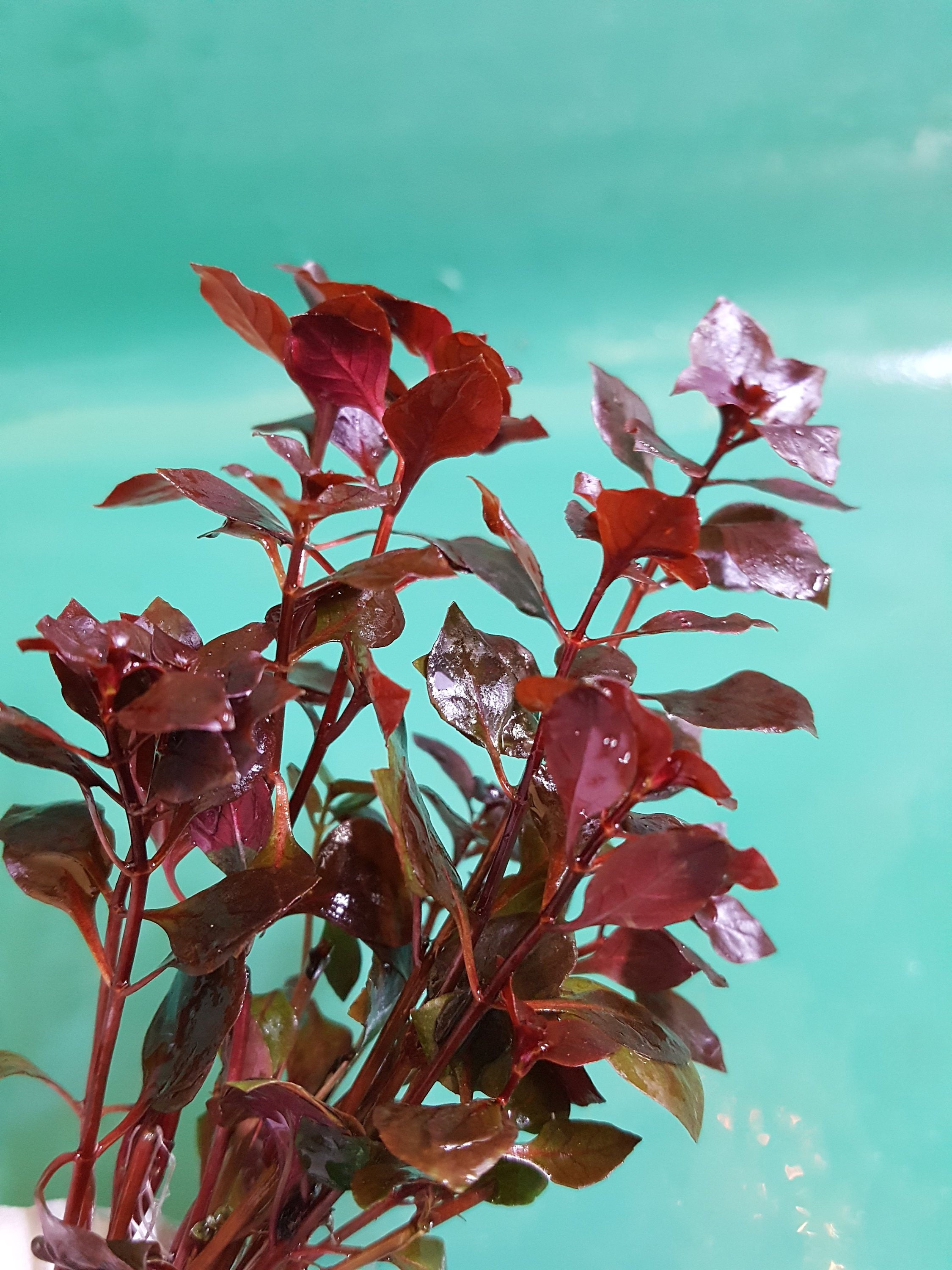Ludwigia Sp Red Fully Red With Roots Free See Description - Etsy