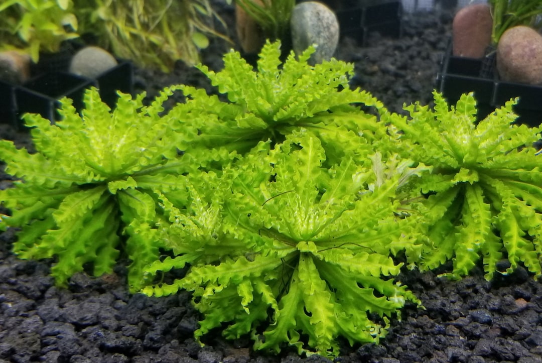Pogostemon Helferi Downoi, No Algea, No Snail, Foreground, Midground ...