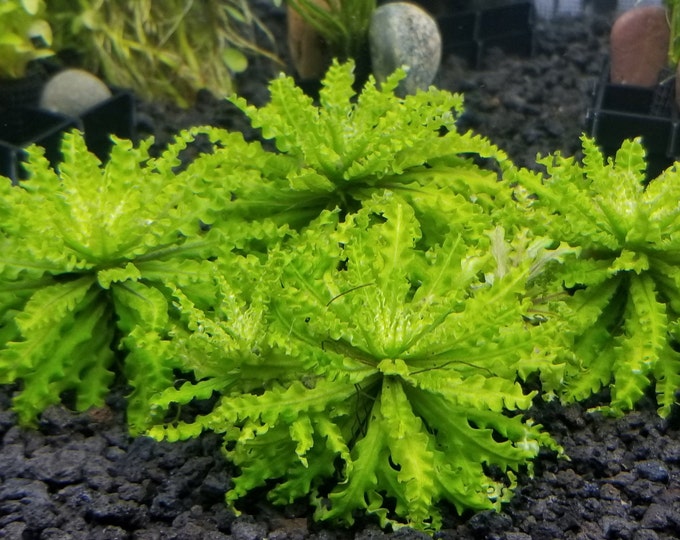 Pogostemon Helferi Downoi, No Algea, No Snail, Foreground, Midground ...