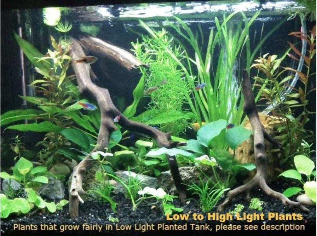 Beginners, Low to High Light Plant, 12 Kinds, Bundle, Package ...