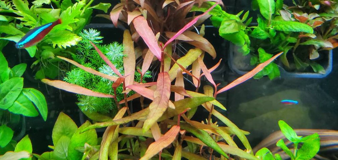 Persicaria Sp Kawagoeanum, (pearlingplants) Freshwater Live Aquarium ...