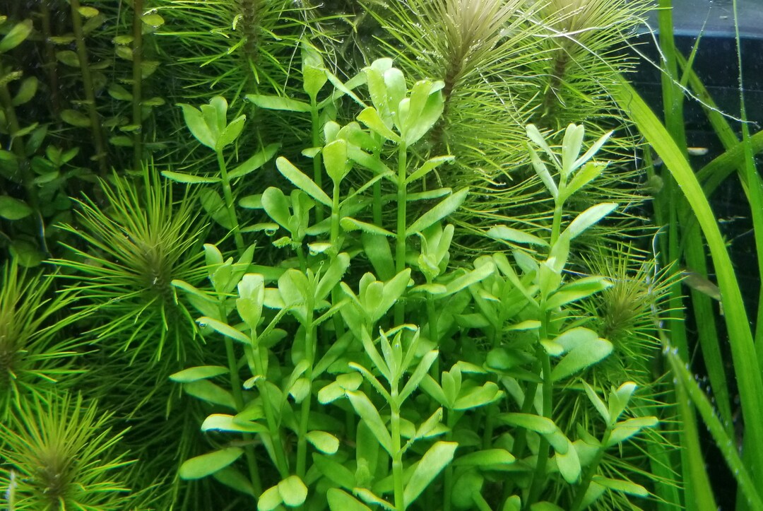 Hedyotis Salzmannii, Background, Midground (pearlingplants) Freshwater ...
