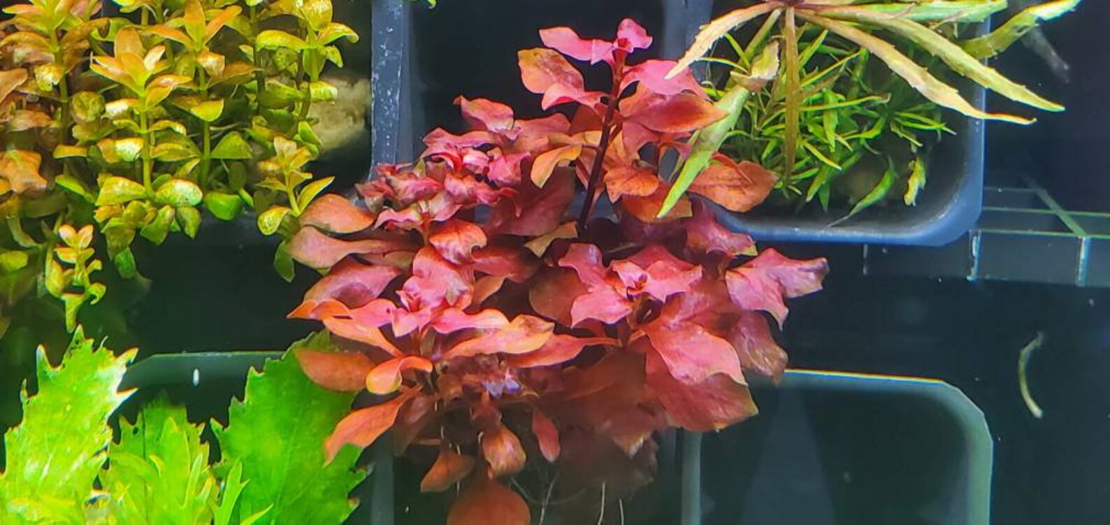 Ludwigia Sp Red Fully Red With Roots Free See Description - Etsy