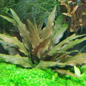 Cryptocoryne Beckettii Petchii Pink With Roots (rare), Background ...