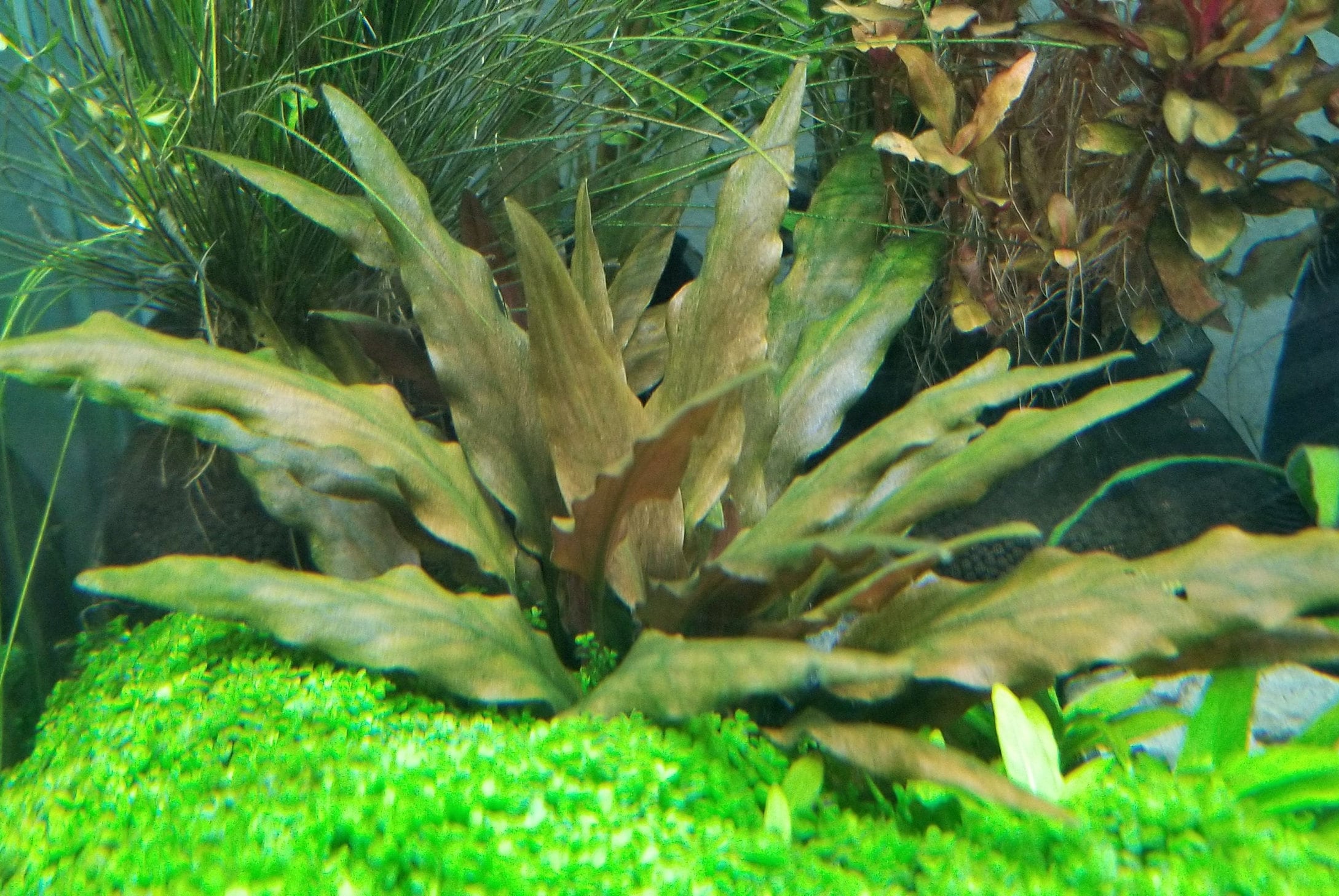 Cryptocoryne Becketii