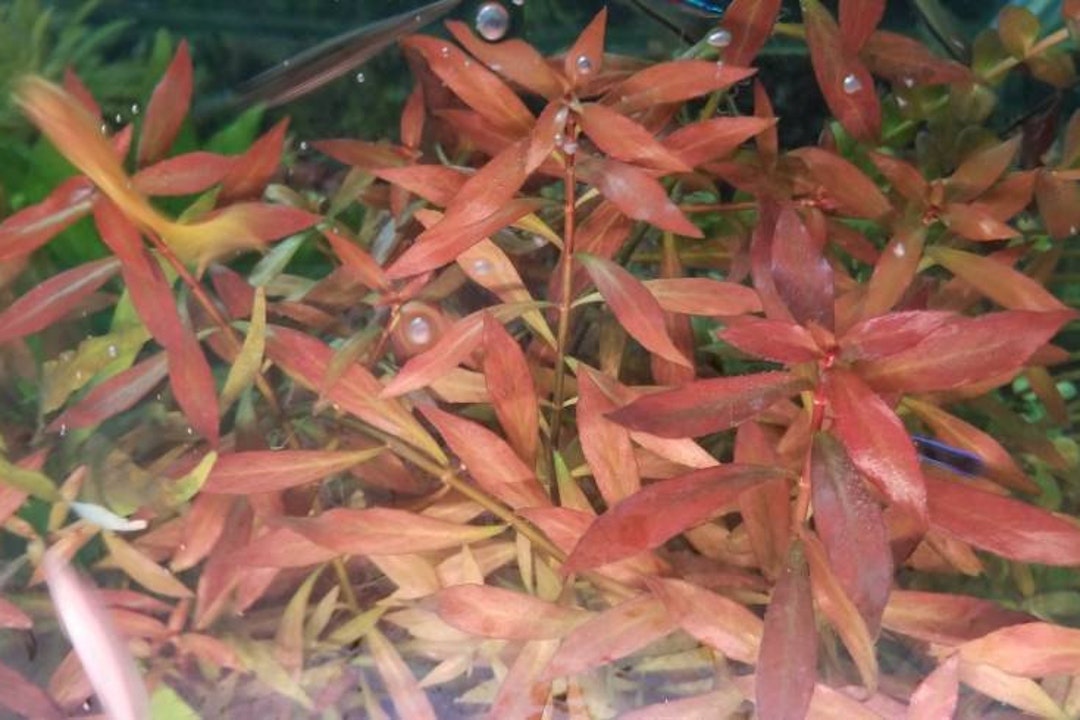 Ludwigia Repens X Arcuata Background pearlingplants - Etsy
