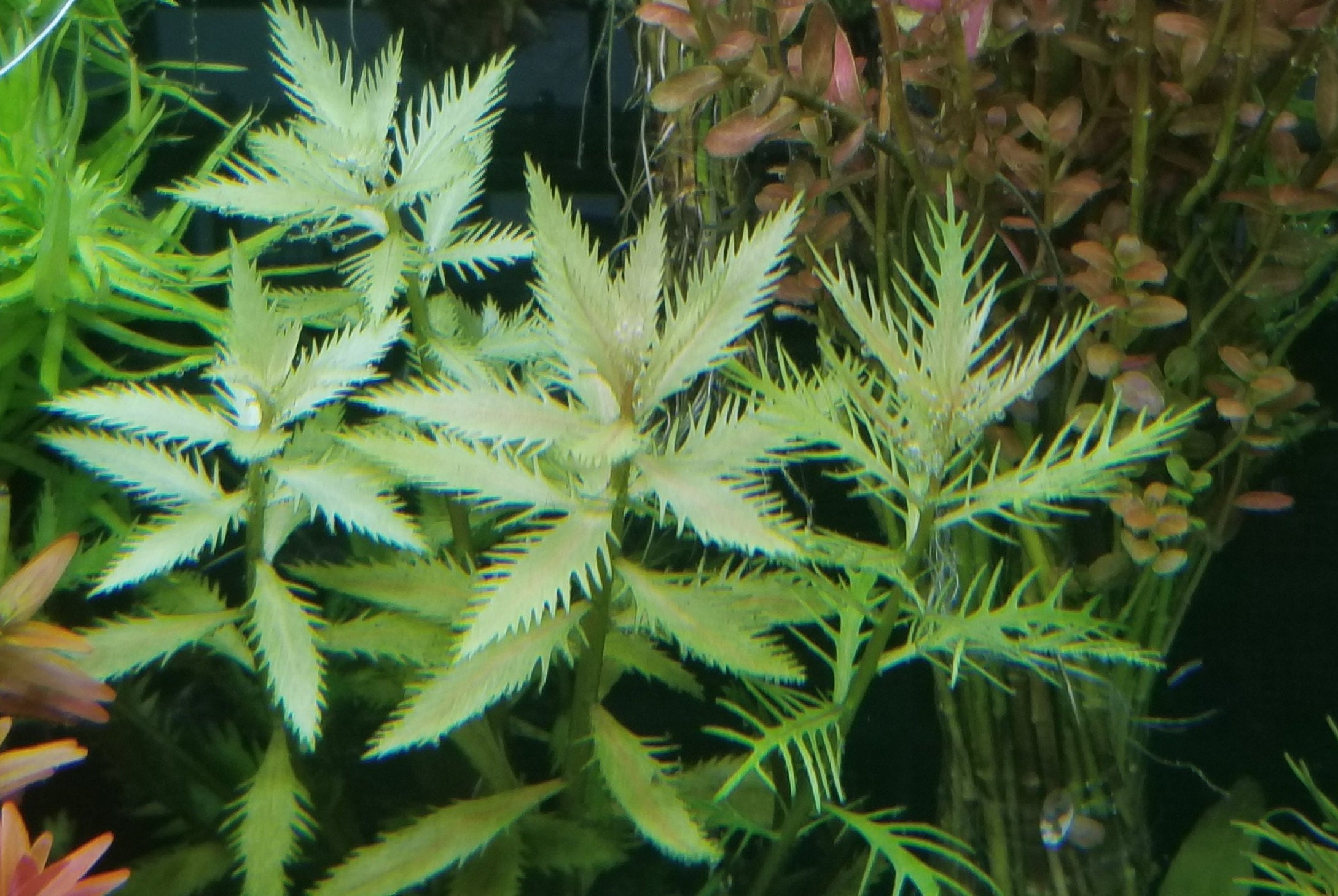 Proserpinaca Palustris Mermaid Weed Freshwater Live Aquarium | Etsy