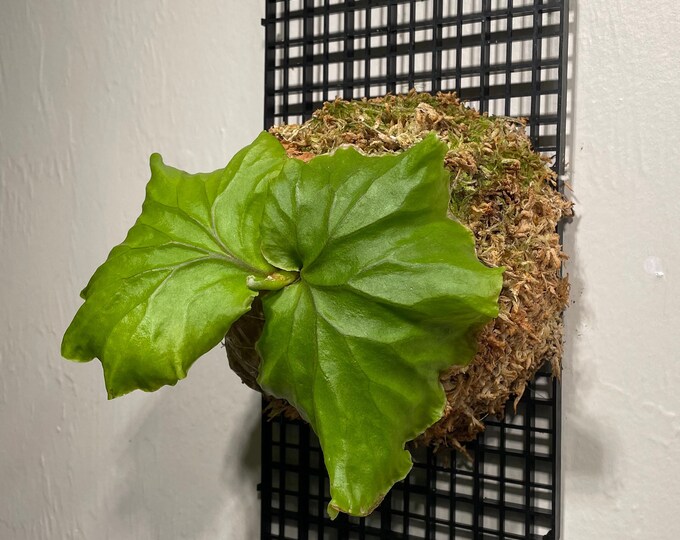 Ridleyi Staghorn Fern Platycerium Ridleyi Rare Collectors #429 - Etsy