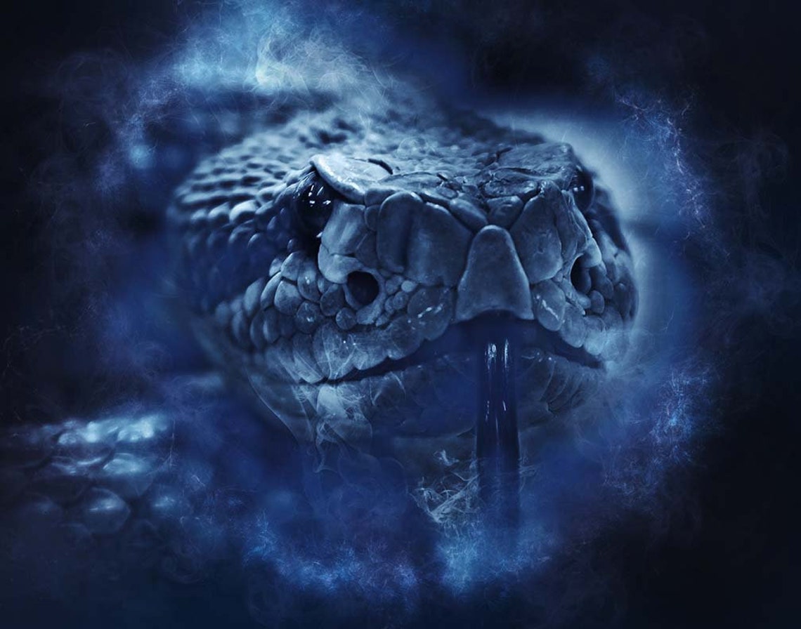 Blue Rattlesnake Photo Rattlesnake Print Reptile Photo | Etsy