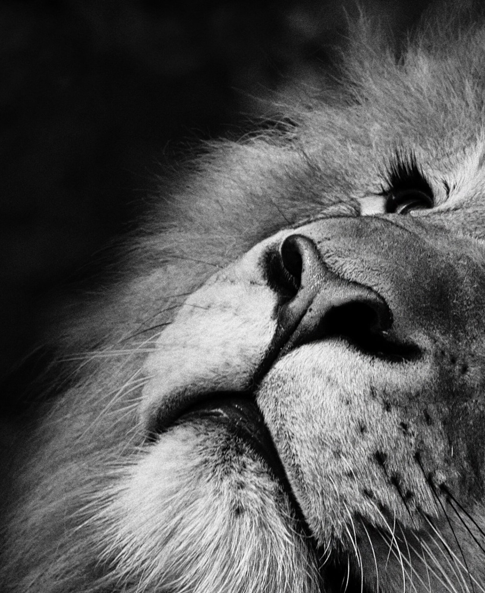 Lion Print Lions Wall Art Lion Art Lion Photo Print Animal | Etsy