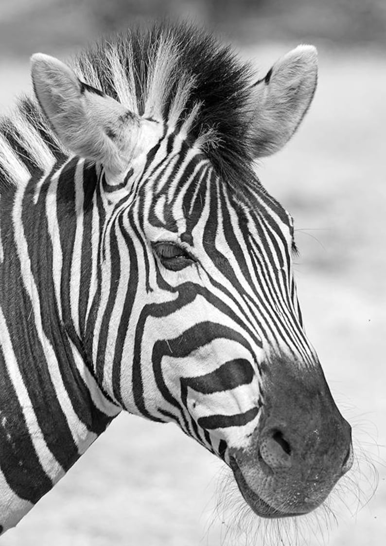 Zebra Photo Zebra Print Zebra Black White Zebra Wall Art | Etsy