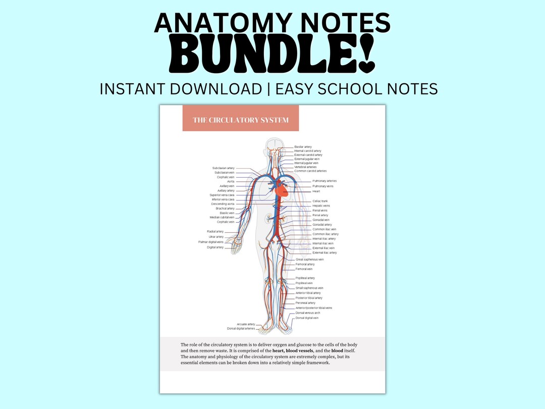 Human Anatomy Study Guide Notes PDF Instant Digital Download - Etsy