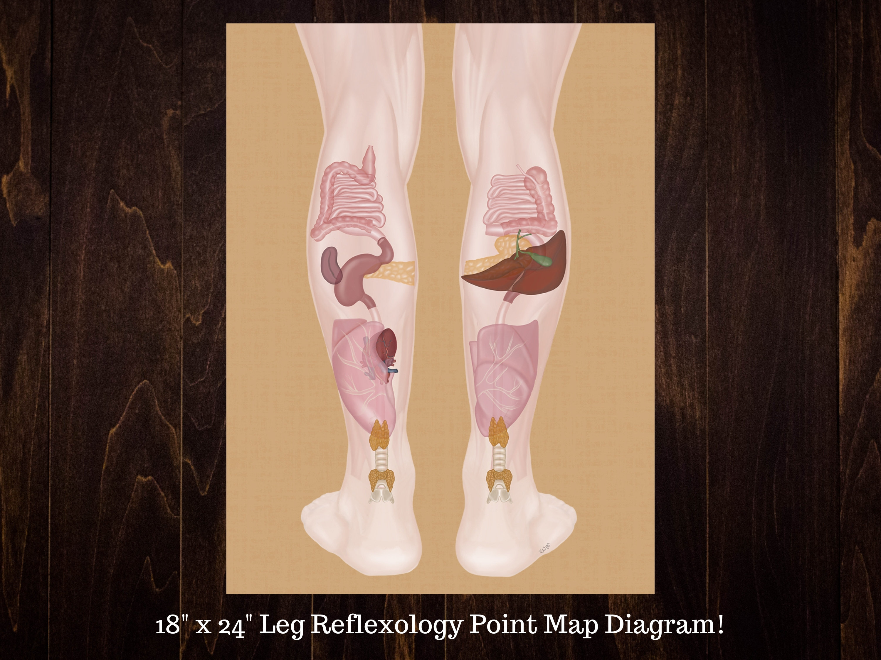 Acupuncture Meridians Chart: Five Elements Theory, Reflexology (digital ...