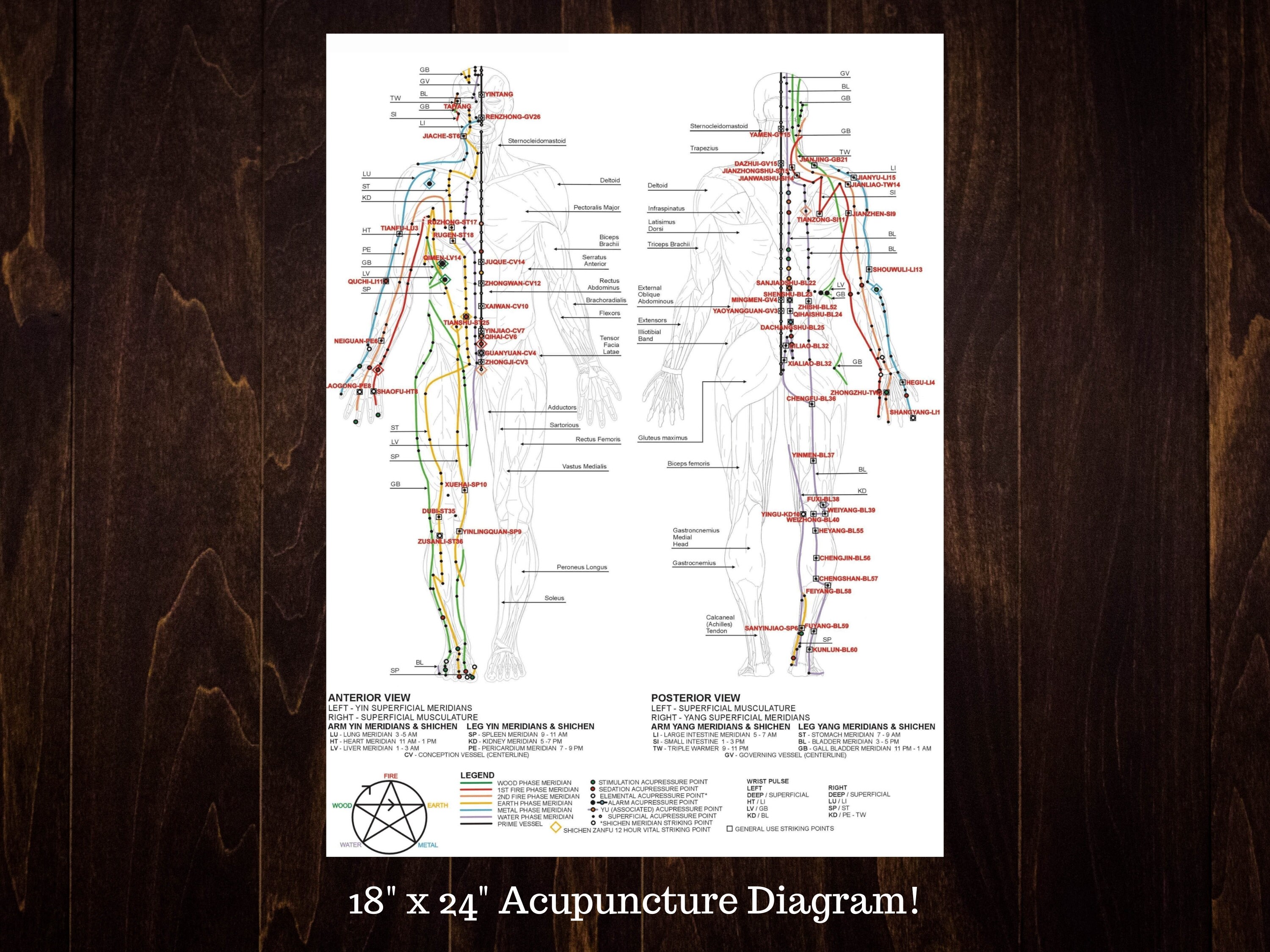 Acupuncture Meridians Chart: Five Elements Theory, Reflexology (digital ...