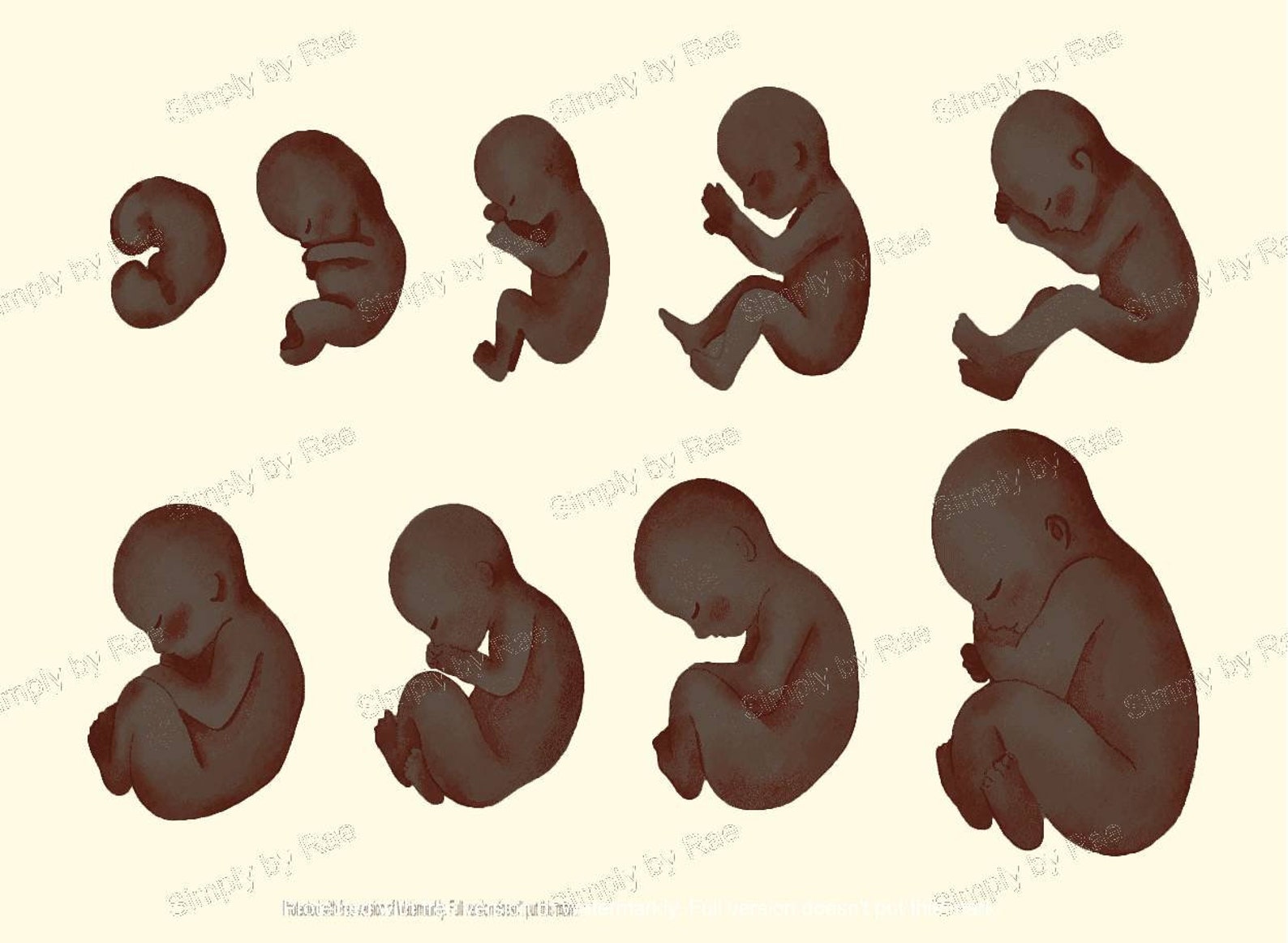 African American Prenatal Anatomy Fetus Infographic for Pregnancy ...
