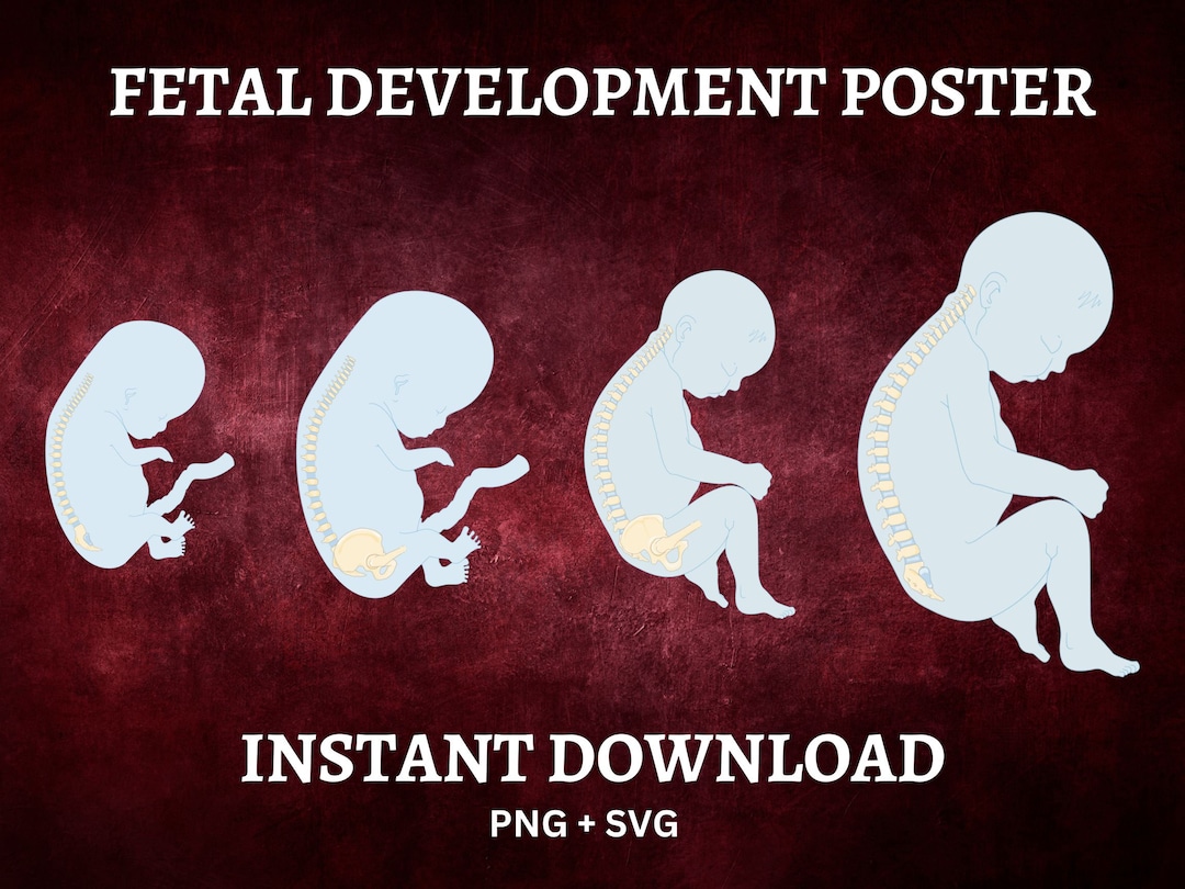 Ultrasound Prenatal Anatomy Fetus Spine Poster for Pregnancy - Etsy