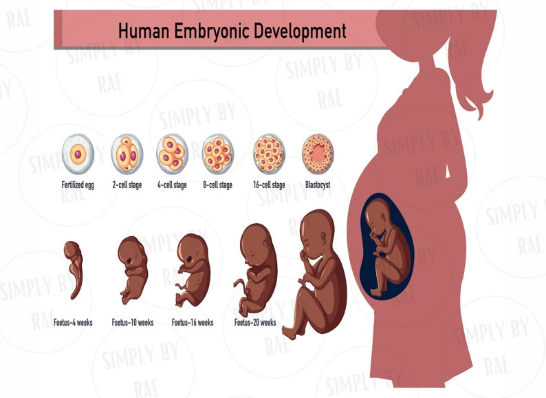 Prenatal Anatomy Fetus Infographic C-section Editable Poster Download ...