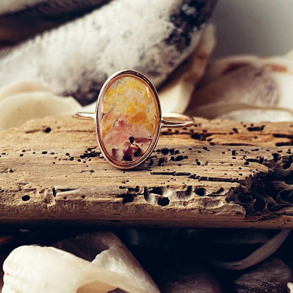 Rare Sunrise Shell - Etsy