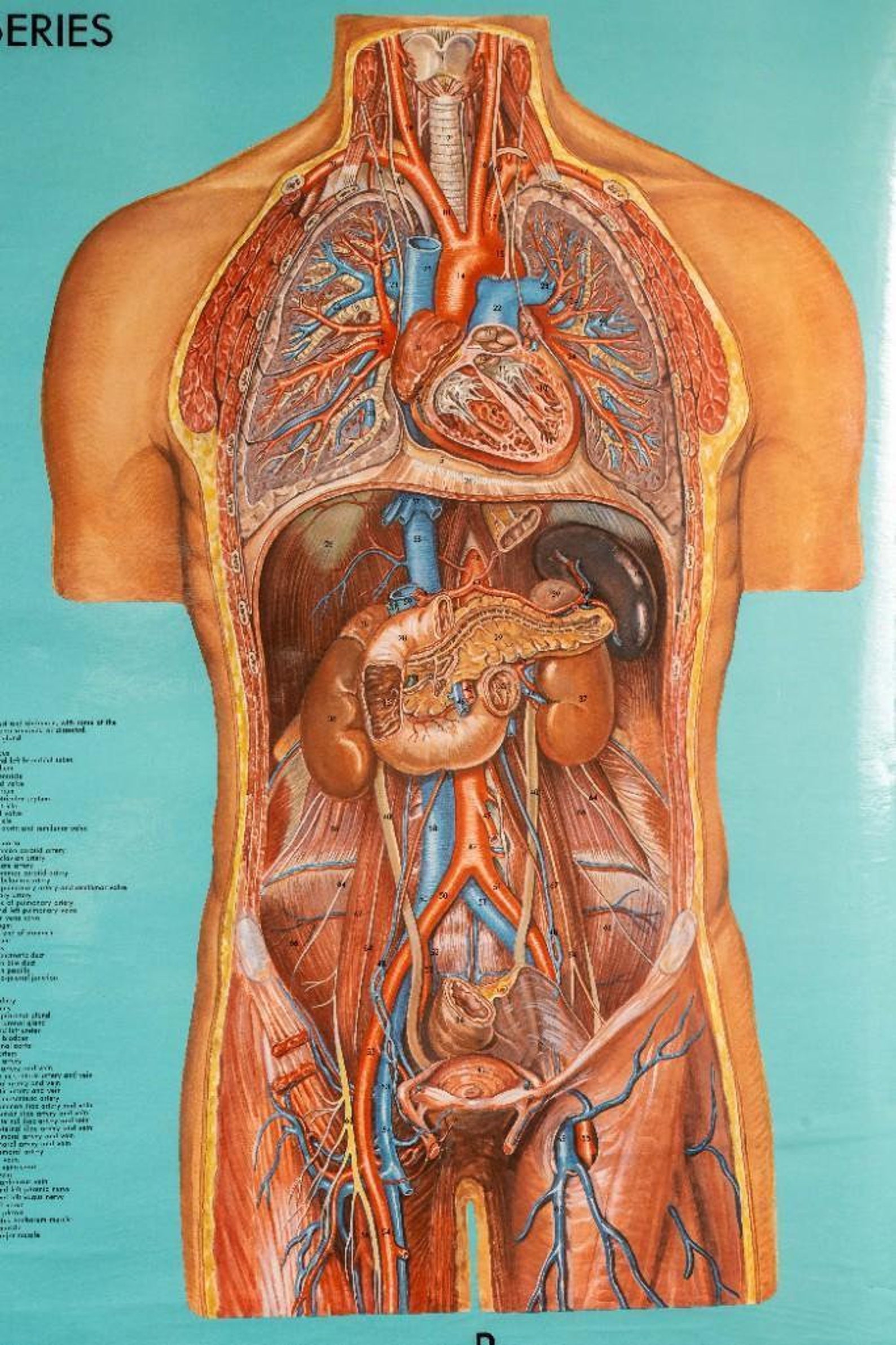 Vintage Medical Chart - 1950s Pull-down Anatomical Human Chart by ...