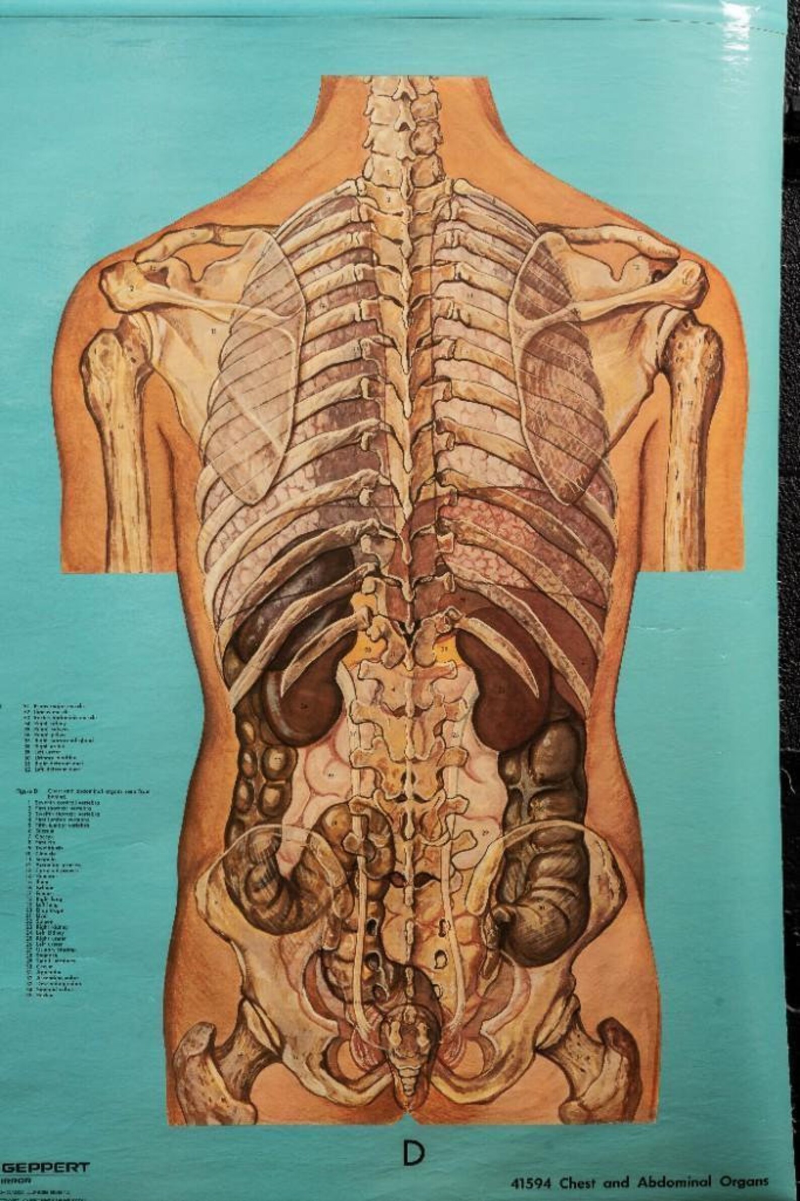 Vintage Medical Chart - 1950s Pull-down Anatomical Human Chart by ...