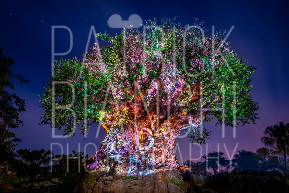 The Tree of Life at Night Animal Kingdom Photo Prints and - Etsy