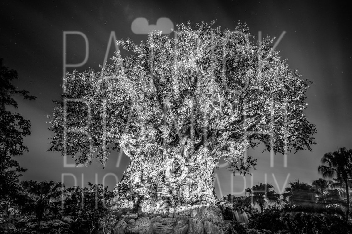 The Tree of Life at Night Animal Kingdom Photo Prints and - Etsy