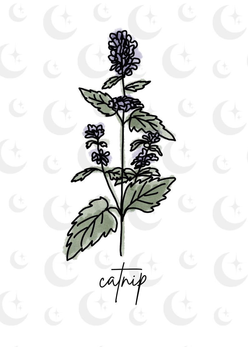 Catnip Herb 5x7 Watercolor Print - *instant Download* - Etsy