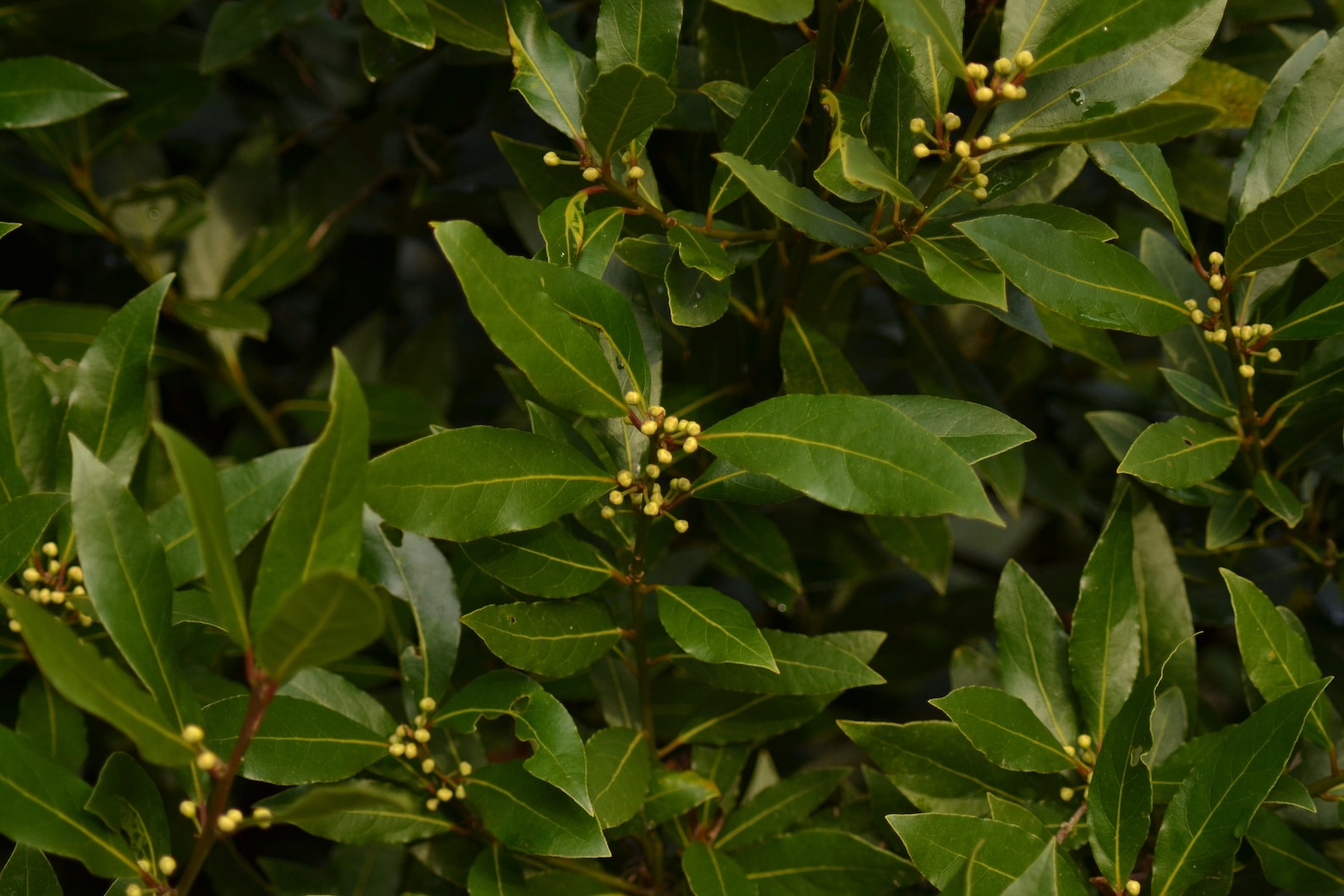 Laurier Vers blad of gemalen gedroogde blaadjes Organisch gekweekt in ...