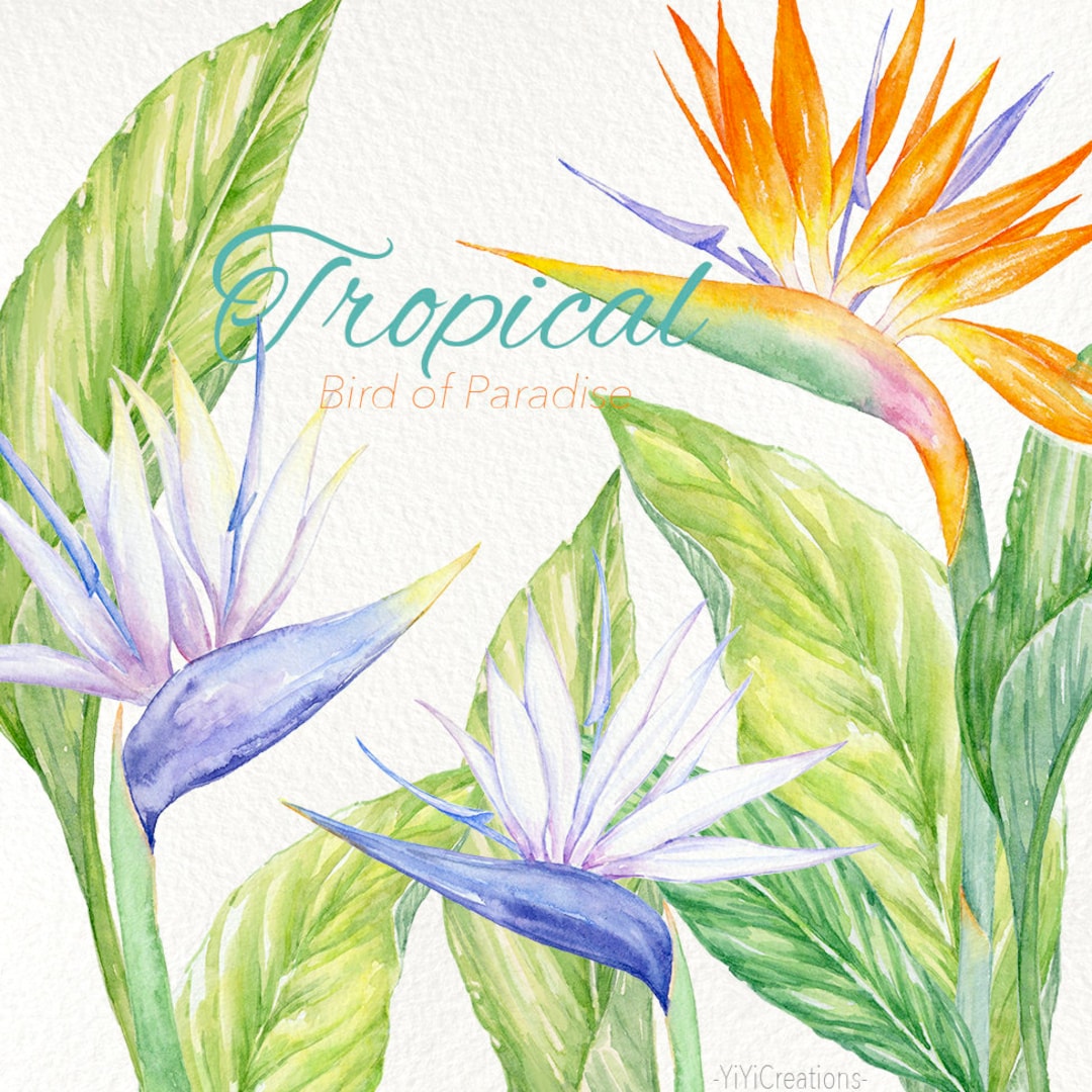 Watercolor Bird of Paradise Clipart: Tropical Flower Bouquet (PNG) - Etsy