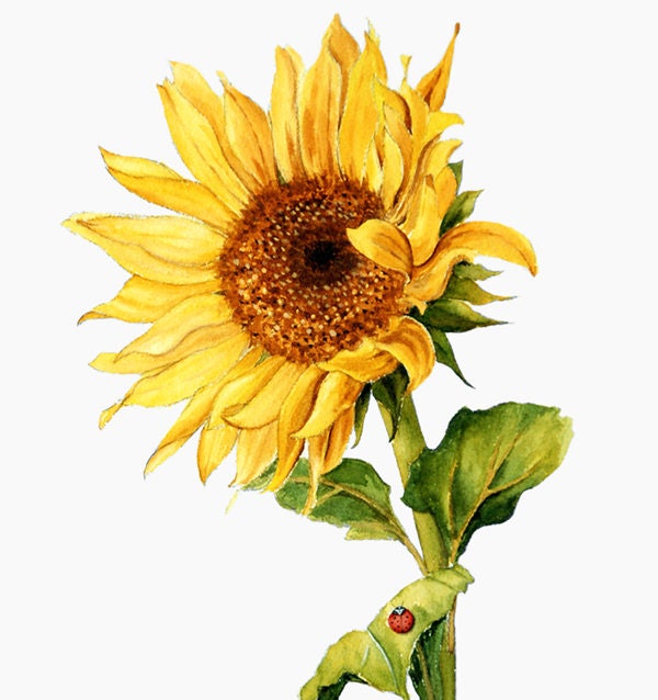 Sunflower Watercolor Clipart Rustic Fall Flower Vibrant - Etsy