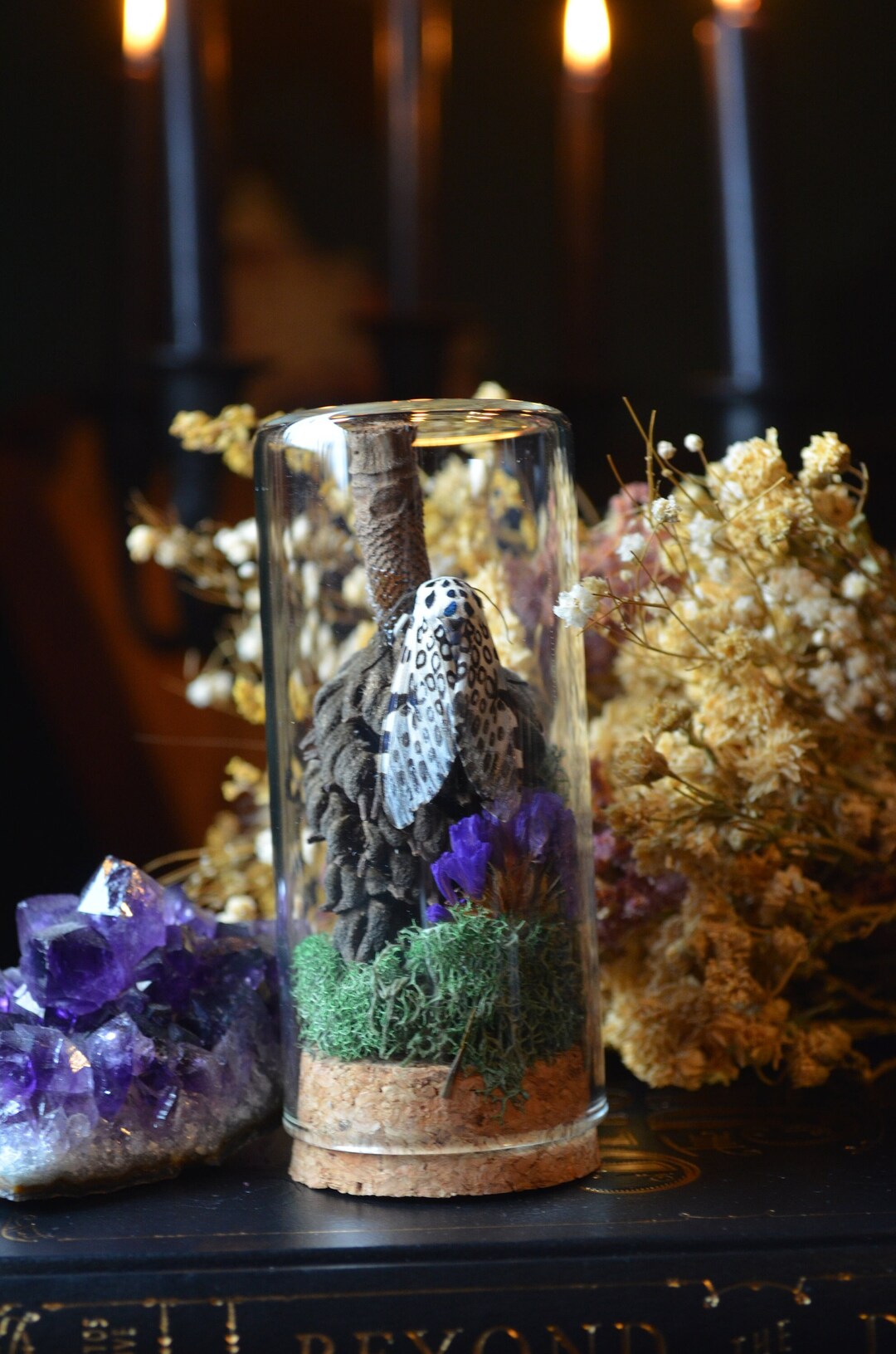 Giant Leopard Moth & Magnolia Seed Pod Spring Curio Dome - Etsy