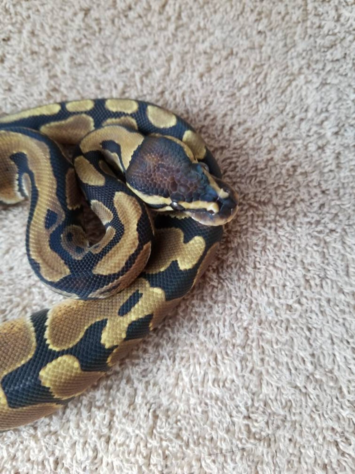 Snake shed jewelry snake shed pendant snakeskin necklace | Etsy