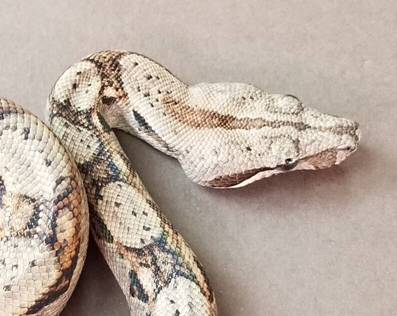 Snake Shed Jewelry Snake Shed Pendant Snakeskin Necklace | Etsy