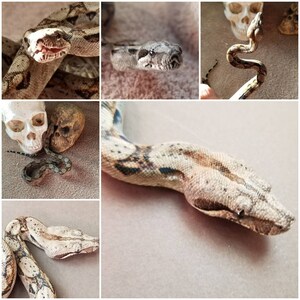 Snake Shed Jewelry, Snake Shed Pendant, Snakeskin Necklace, Cruelty ...