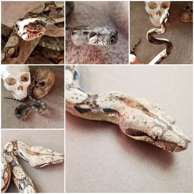 Snake Shed Jewelry Snake Shed Pendant Snakeskin Necklace | Etsy