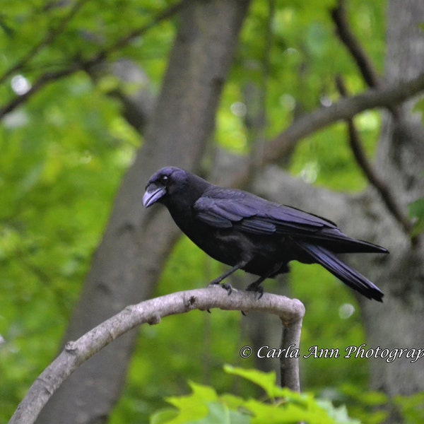 Crow in Tree - Etsy