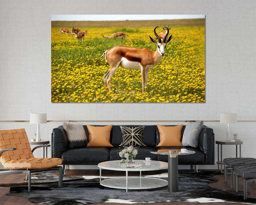 Springbok Antelope Wall Art Print – African Wildlife Photography ...