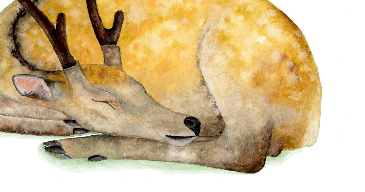 Deer Watercolor Christian Art Print - as the Deer Pants - Nursery ...