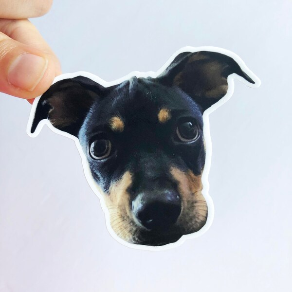 Chiweenie Decal - Etsy