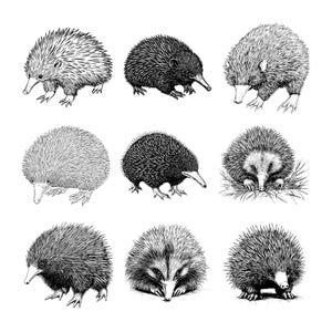Echidna Outline Illustration Bundle 16 SVG/PNG, Animalistic Black White ...