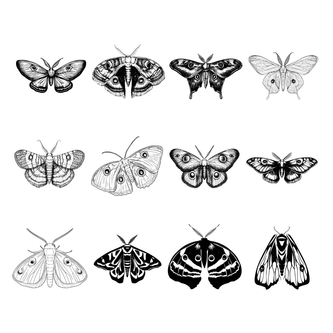 Atlas Moths, Outline Butterflies Clipart Bundle (12 SVG/PNG), Exotic ...