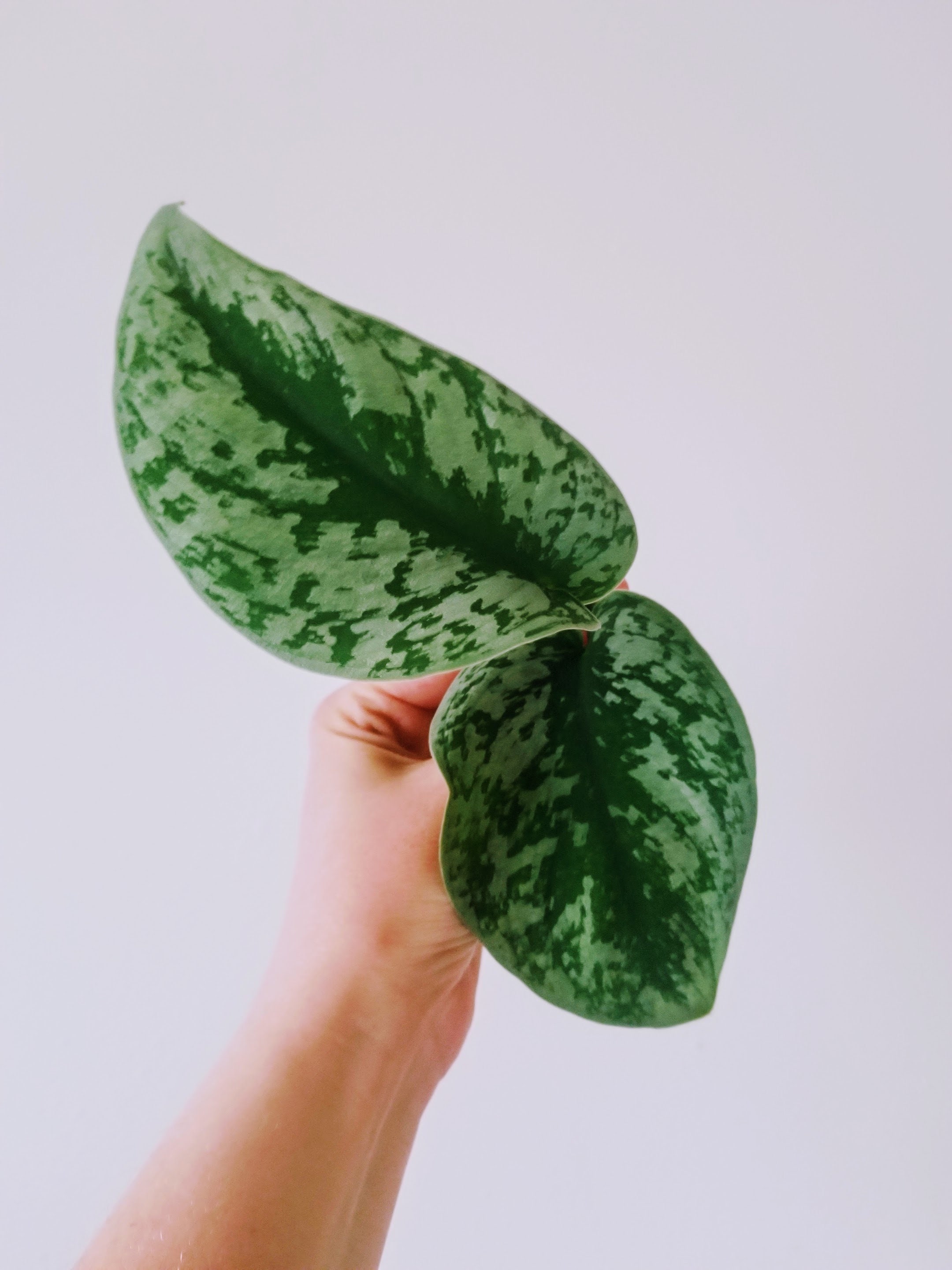 Rare Scindapsus Pictus Exotica Pothos CUTTING rooted or | Etsy